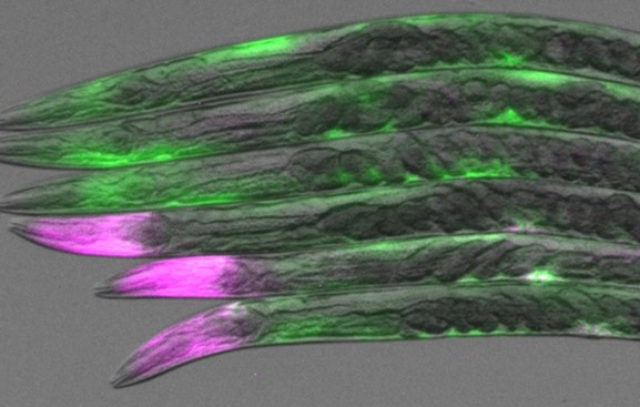Research by Pembroke Fellow Professor Yimon Aye’s lab published in Cell ...